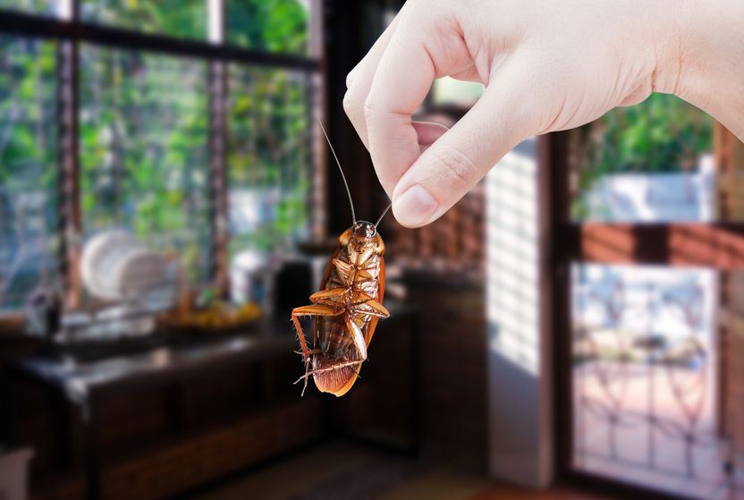 The Hidden Link Between Cockroaches and Your Indoor Air Quality | Air Oasis