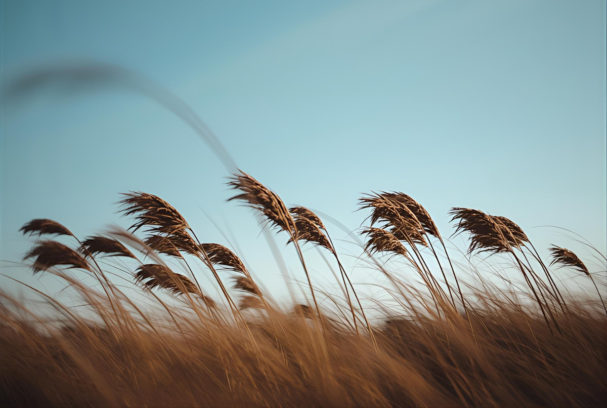 The Science Behind Ambient Air Quality Monitoring | Air Oasis