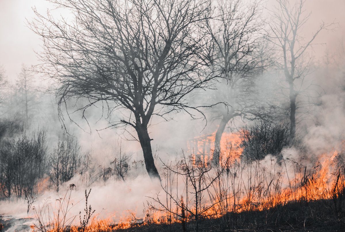 NASA's New Wildfire Smoke Alert System | Air Oasis