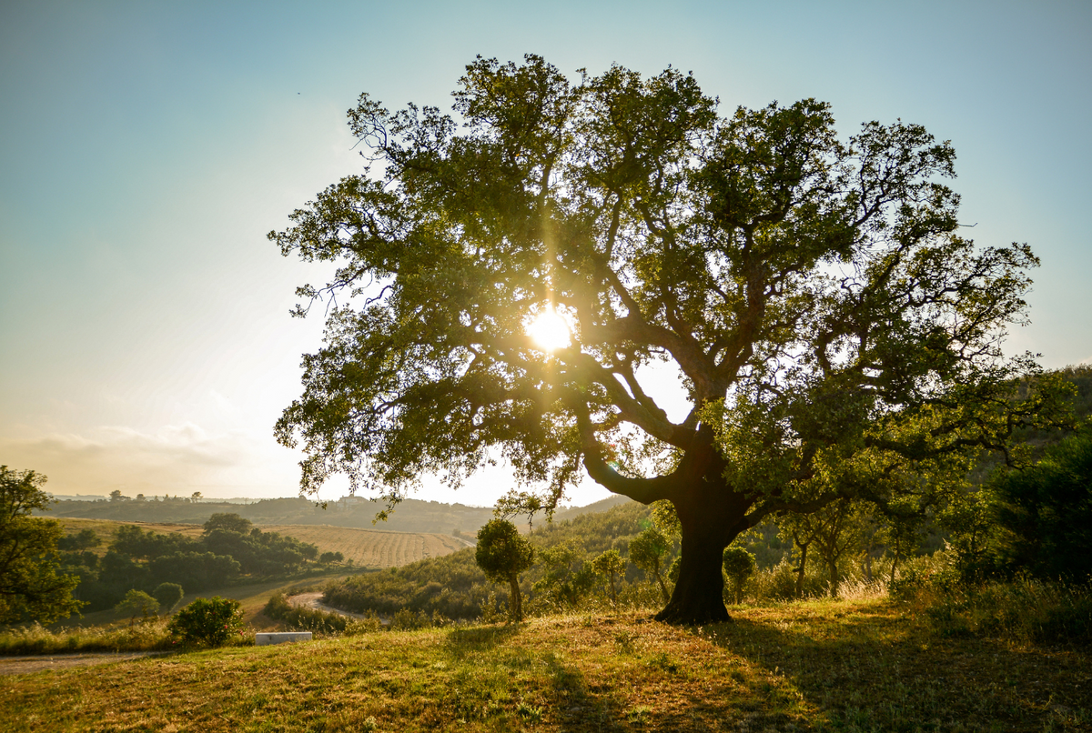 Understanding Oak Tree Pollen Allergy | Air Oasis