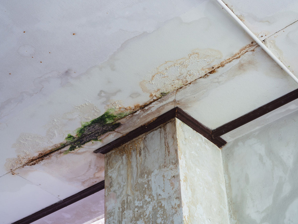 Practical Steps to Reduce Mold Exposure in Your Daily Life | Air Oasis