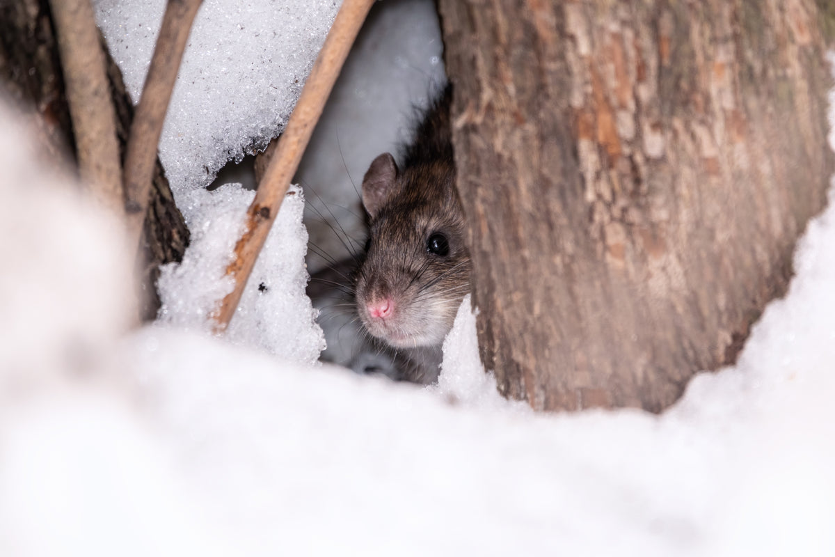Winter and Rodent Allergies | Air Oasis